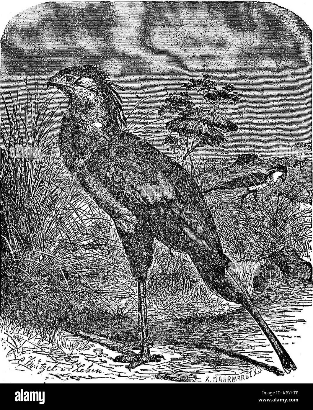 Secretary Bird Art High Resolution Stock Photography and Images - Alamy