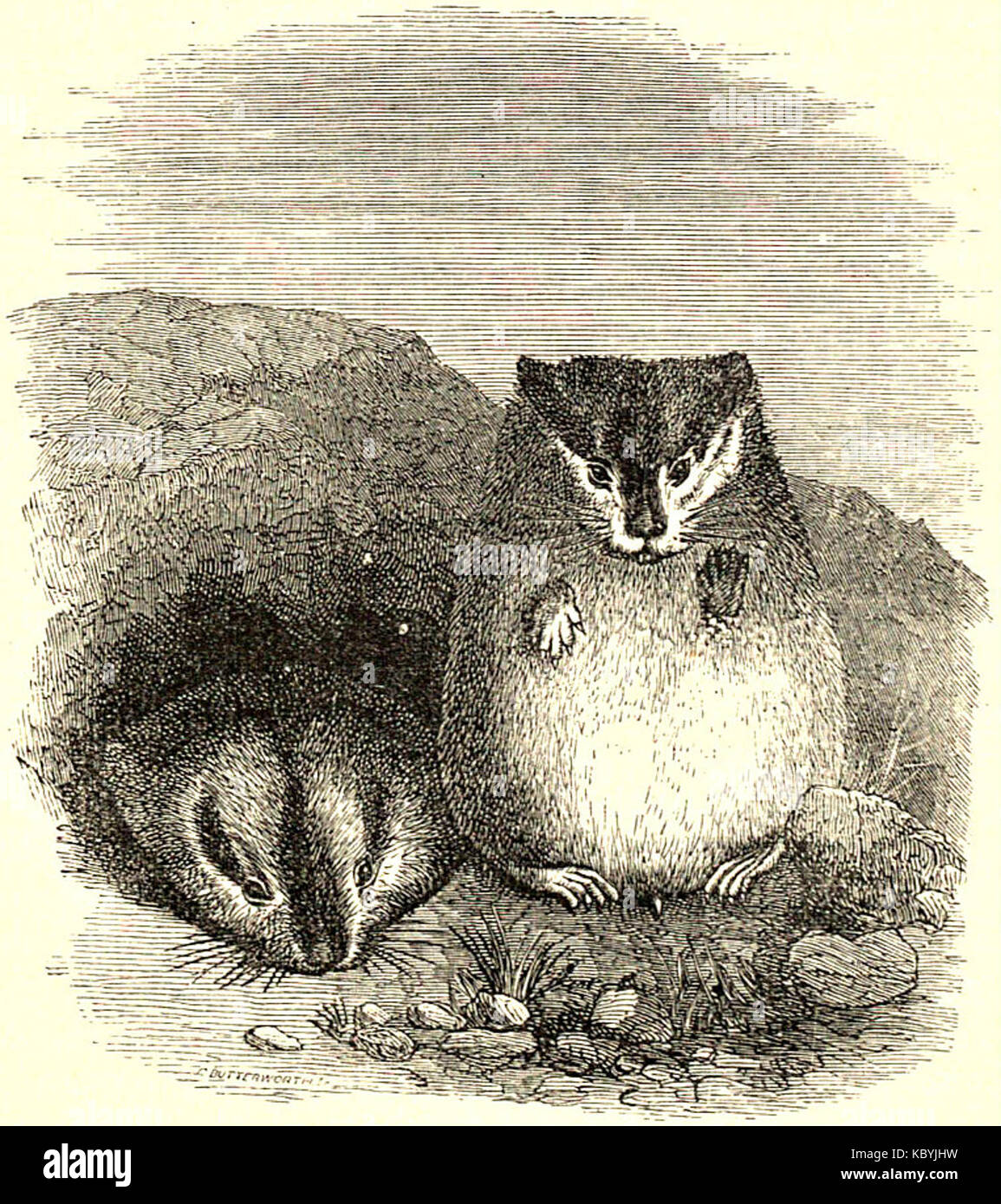 Lemming drawing hi-res stock photography and images - Alamy