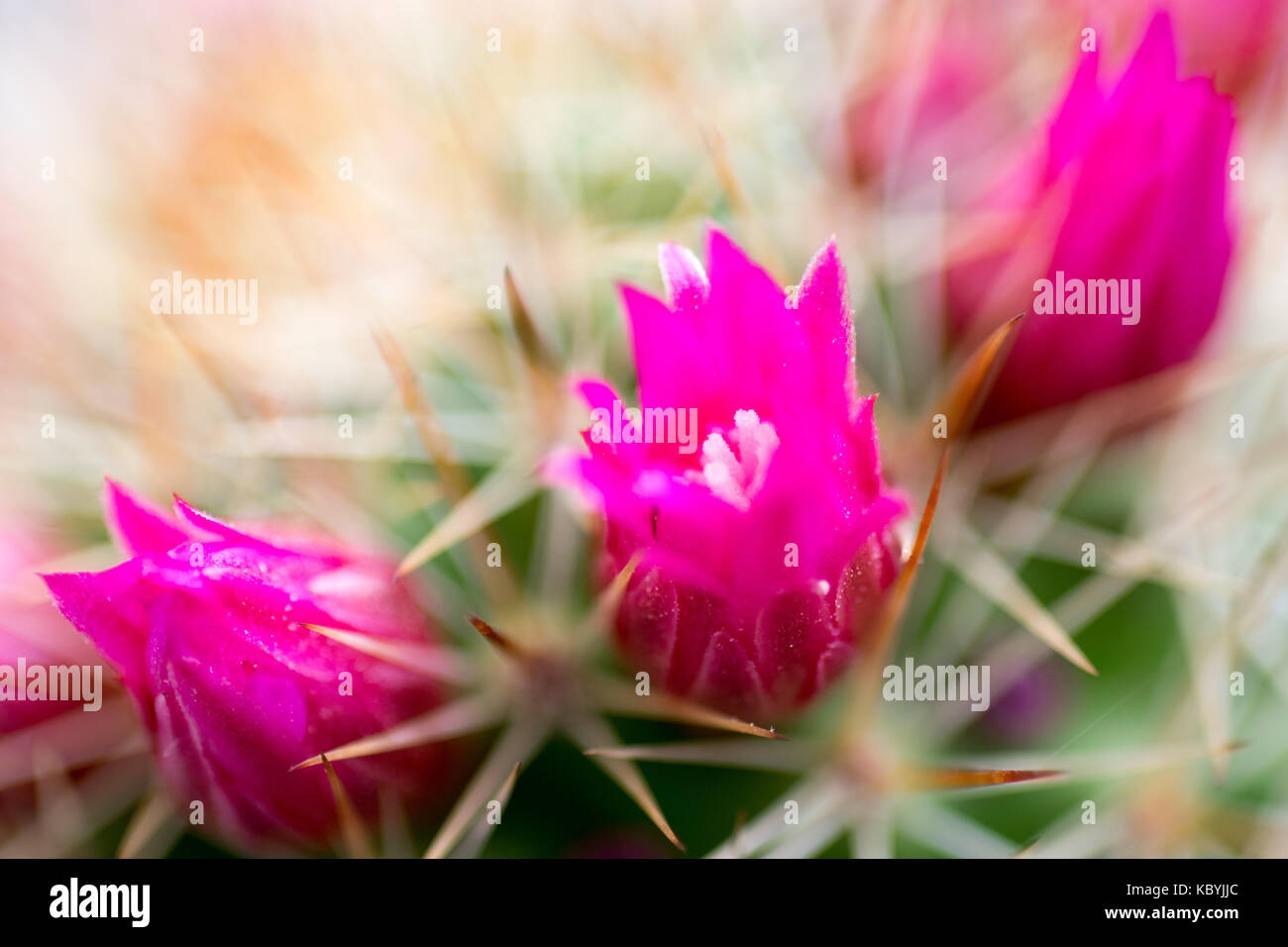 Cactus plants with colorful pink flowers Stock Photo - Alamy