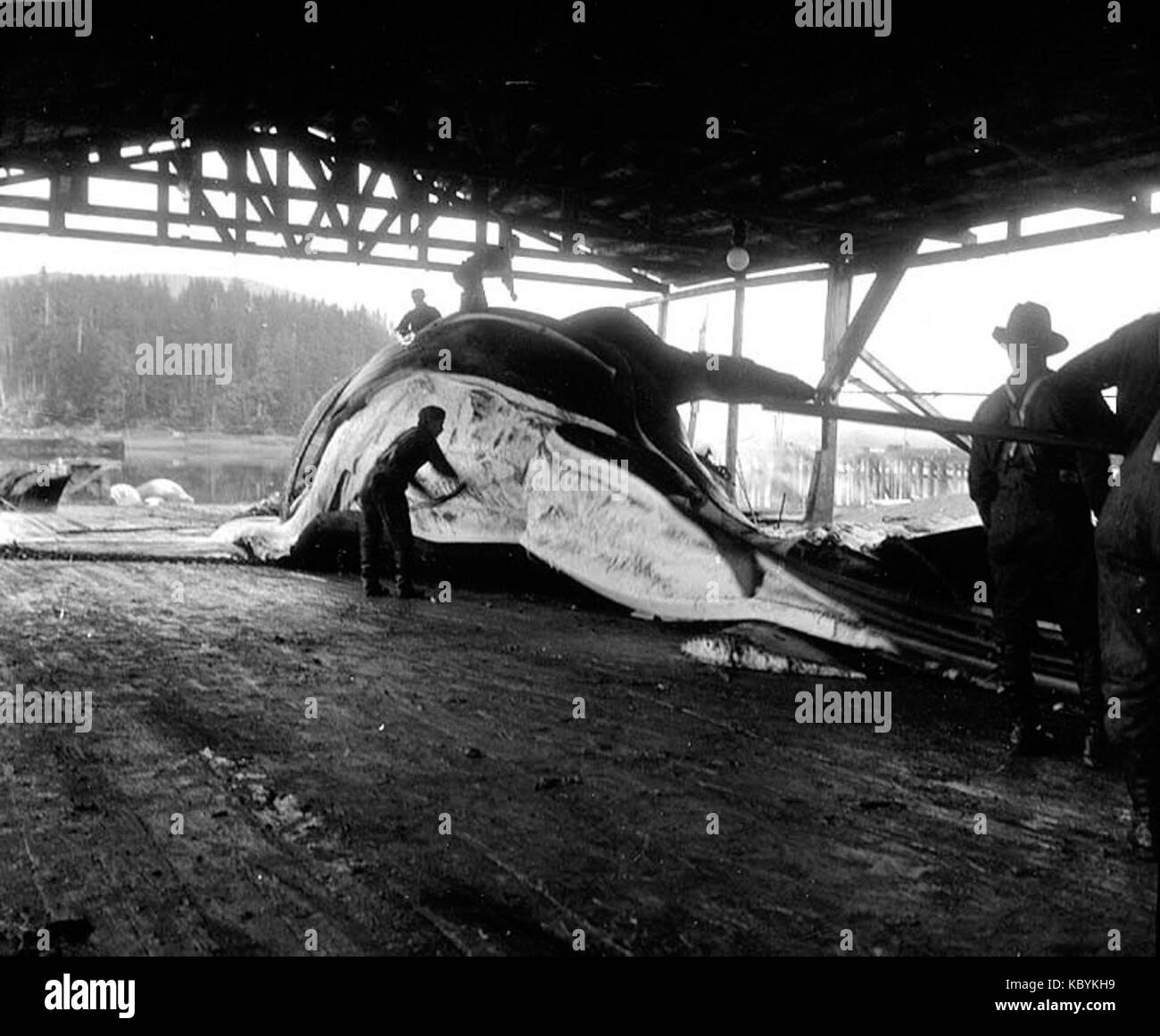 Flensing a whale, Tyee Co, Tyee, Alaska, August 25, 1910 (COBB 19 Stock ...