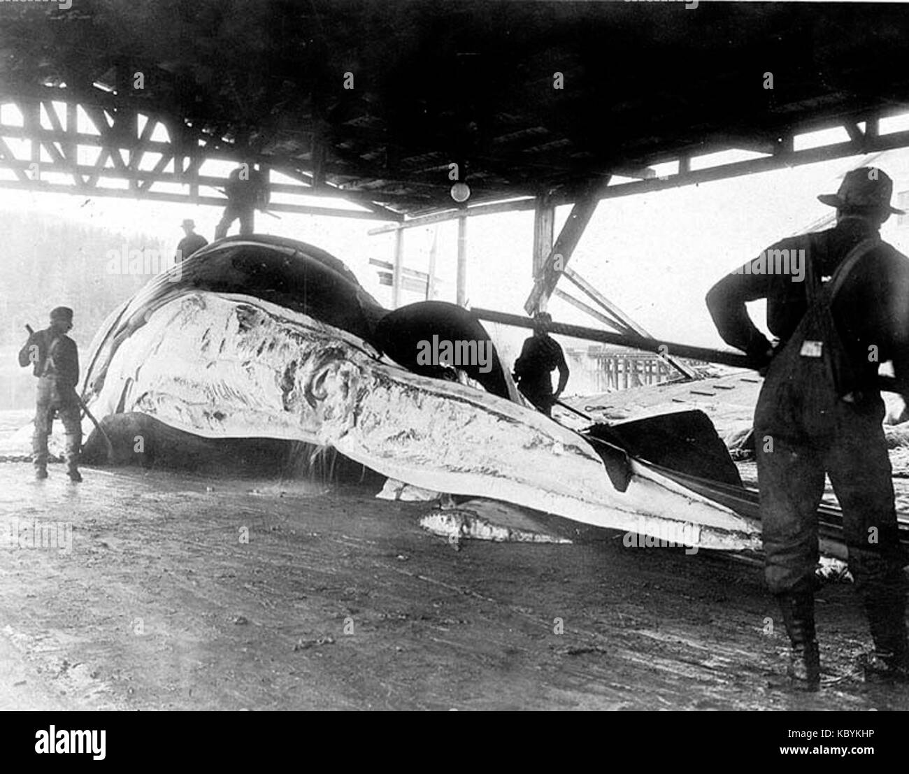 This historical photograph depicts the process of flensing a whale at ...