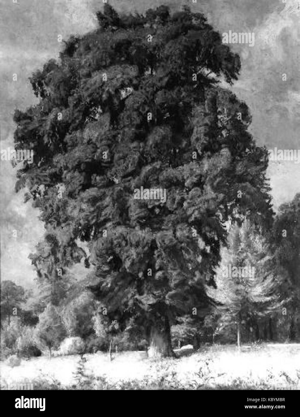 Samuel Brunner 1858 Stara lipa U Pohrlitz Stock Photo - Alamy