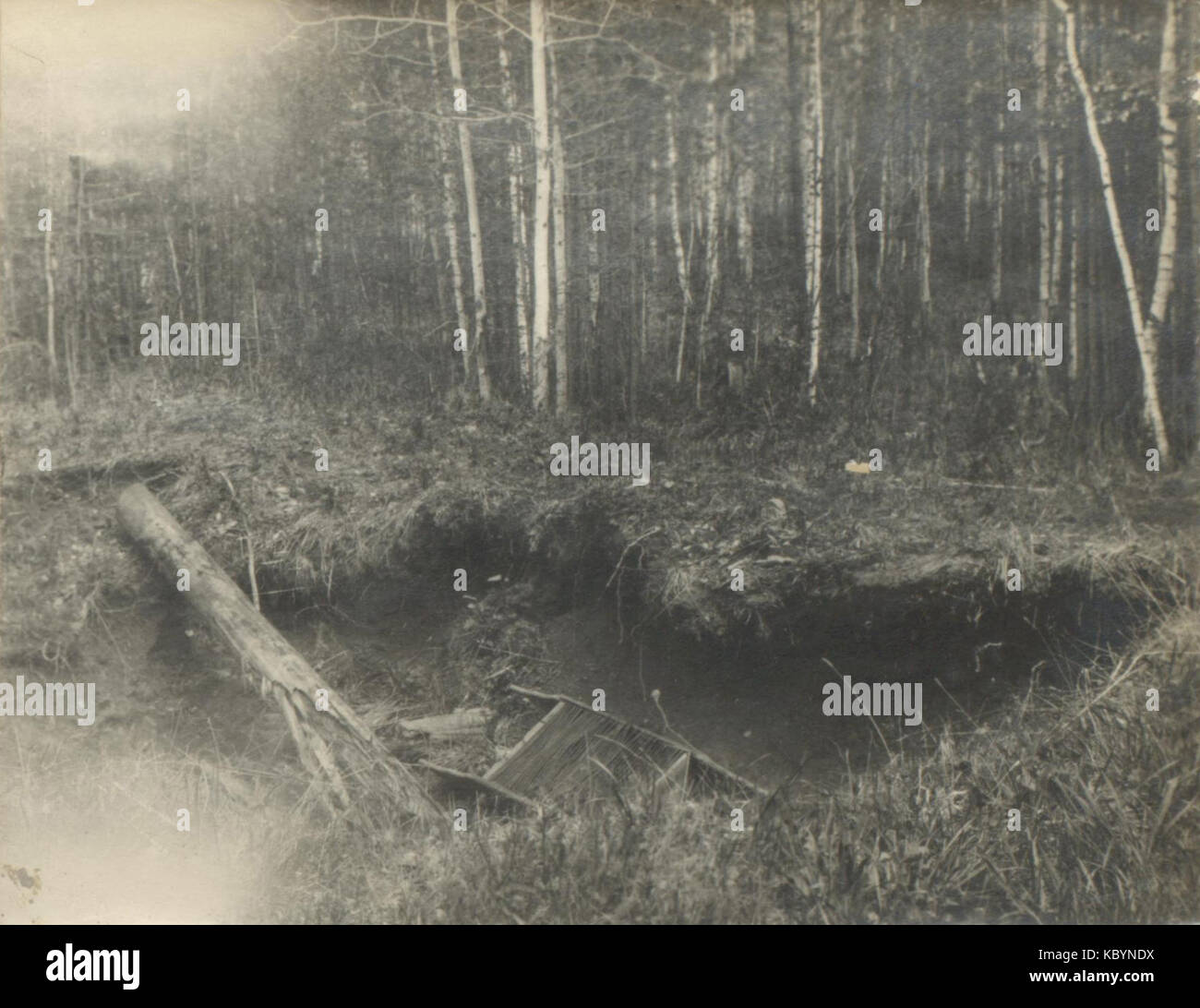 Pit with pine logs Stock Photo - Alamy