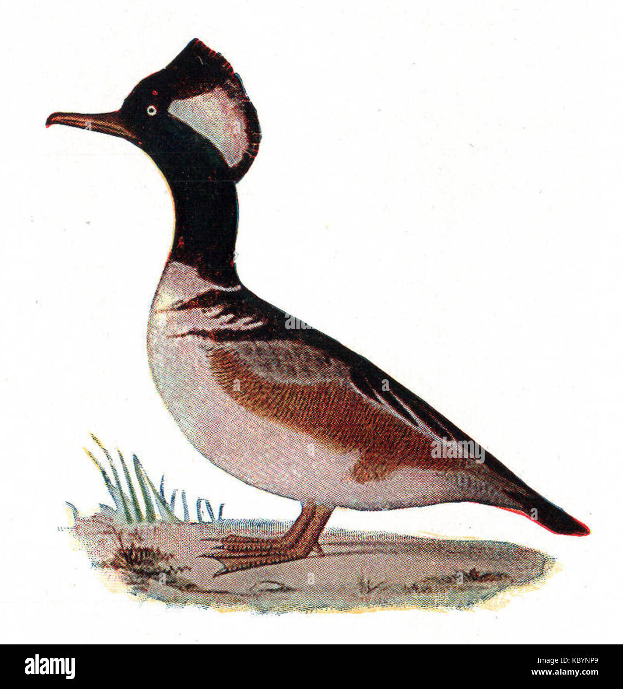 Map of sheldrake hi-res stock photography and images - Alamy