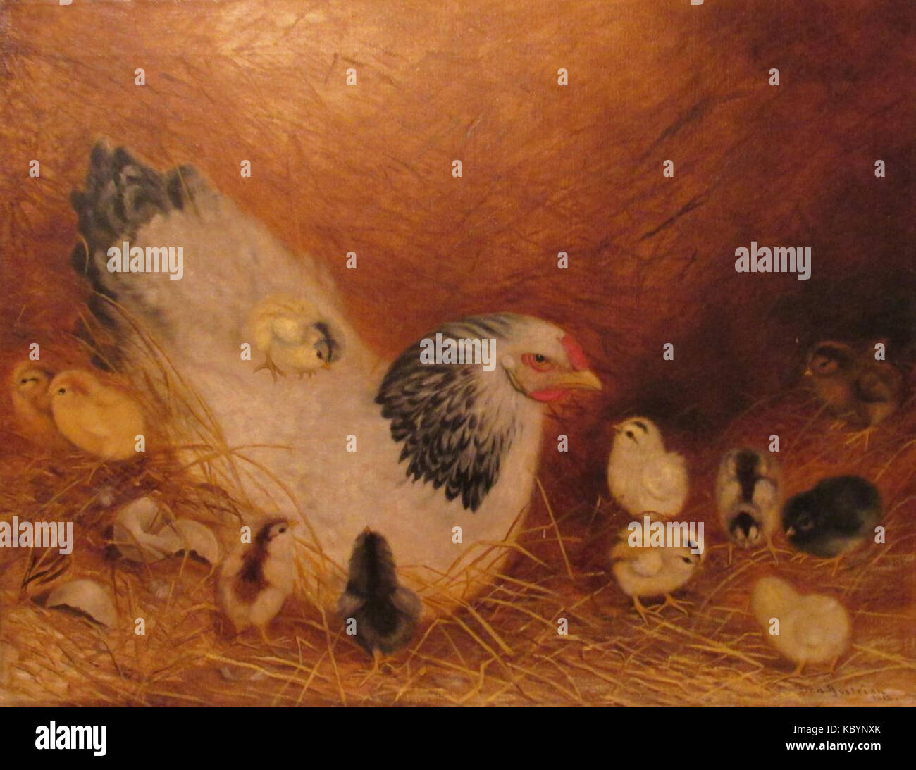 'White Hen in Straw with 11 Chicks' by Ben Austrian, 1912 Stock Photo ...