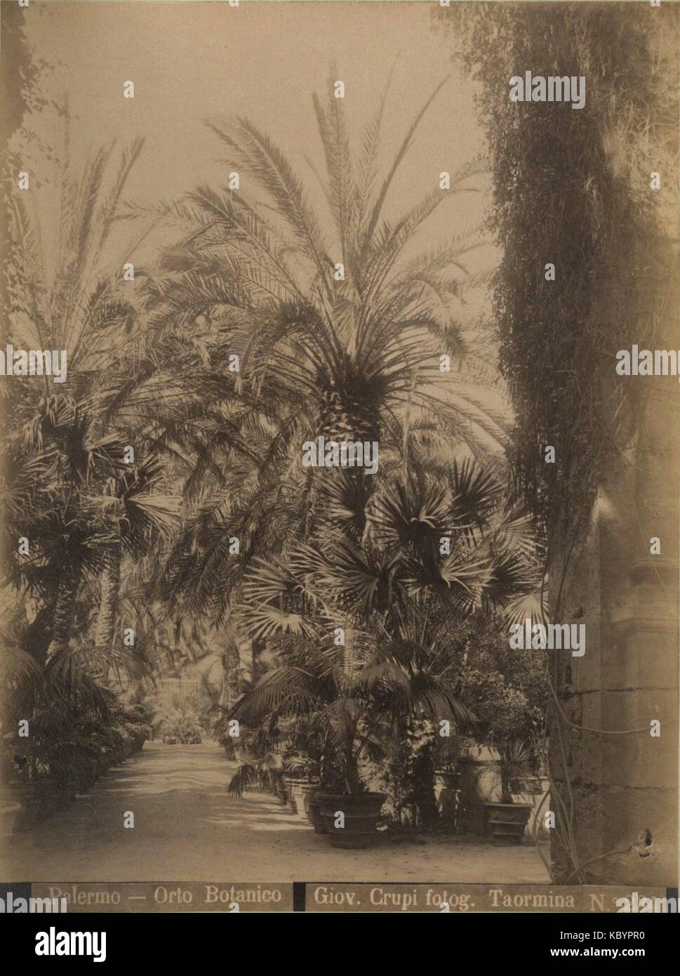 Crupi, Giovanni (1849 1925) n. 0234 Palermo Orto botanico Stock Photo ...