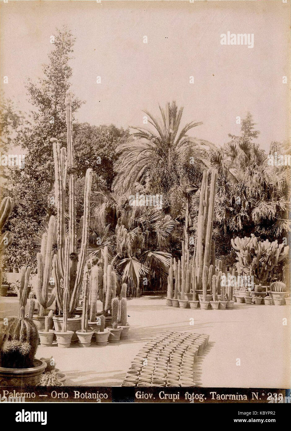 Crupi, Giovanni (1849 1925) n. 0239 Palermo Orto botanico Stock Photo ...