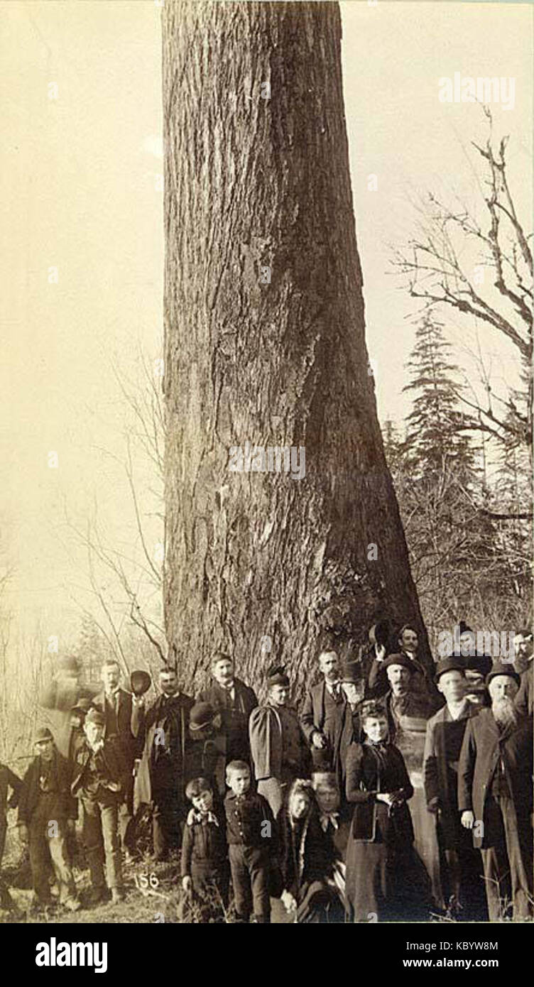 Group of men, women and children in front of large fir tree, probably ...