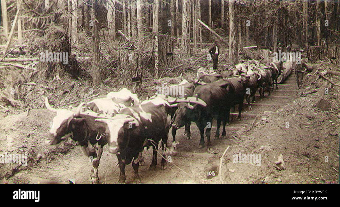 Team of oxen hauling logs over skidroad, probably Washington State, ca ...