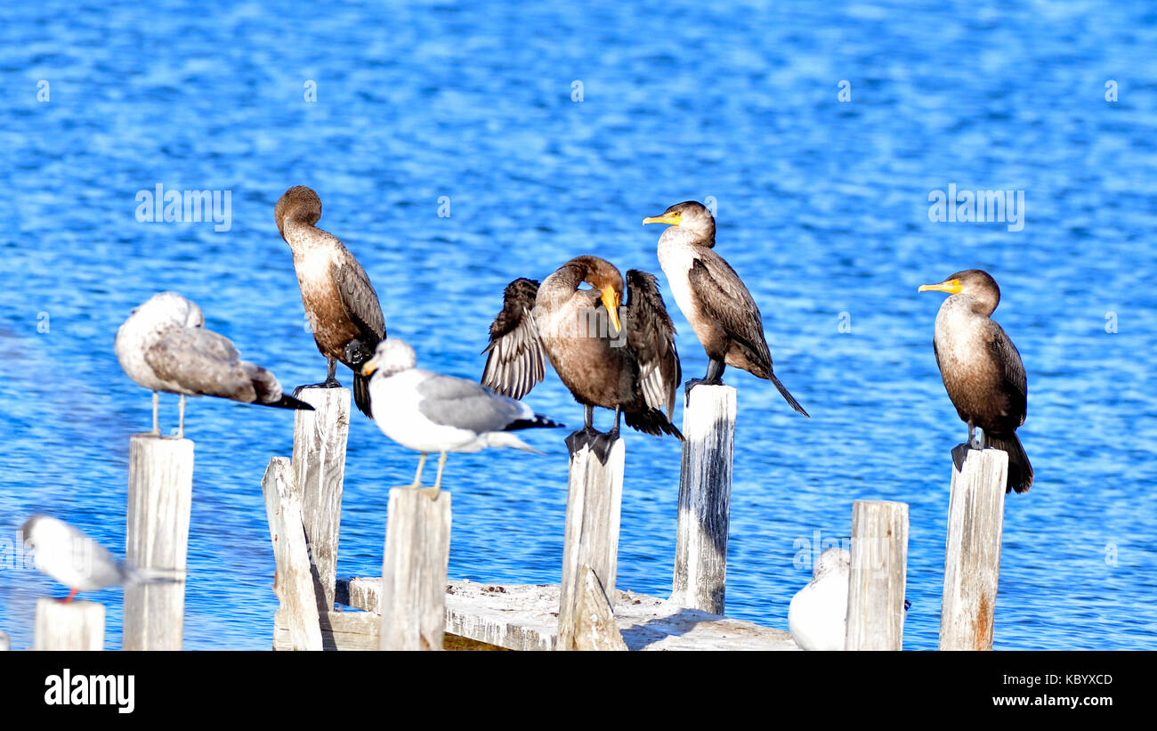 Double Crested Cormorant Drying Wings Stock Photo - Alamy