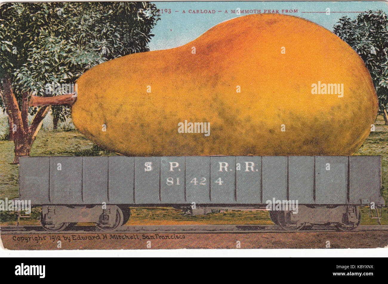 A Carload A Mammoth Pear 1910 postcard Stock Photo - Alamy