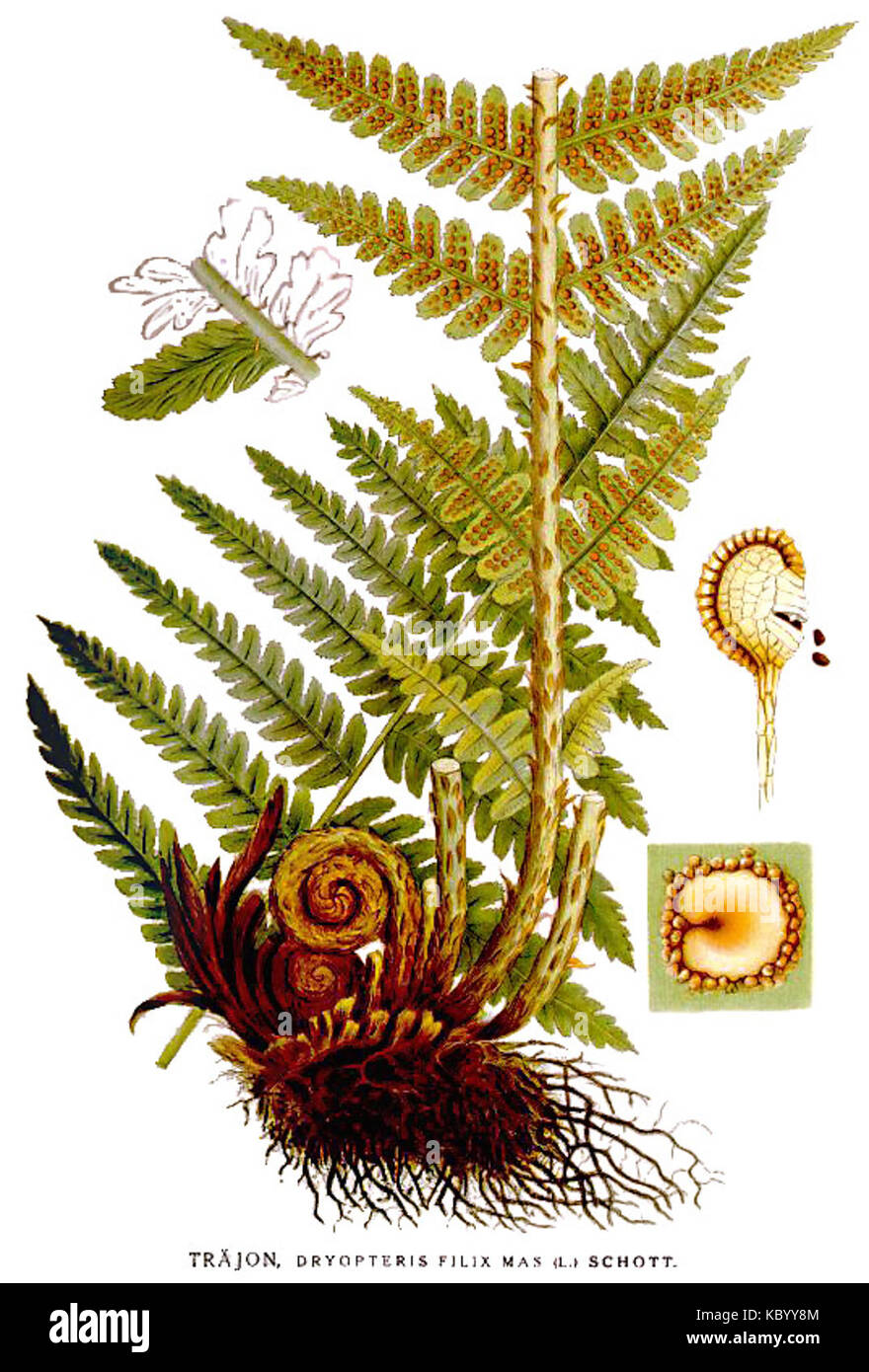 Dryopteris filix mas nf Stock Photo - Alamy