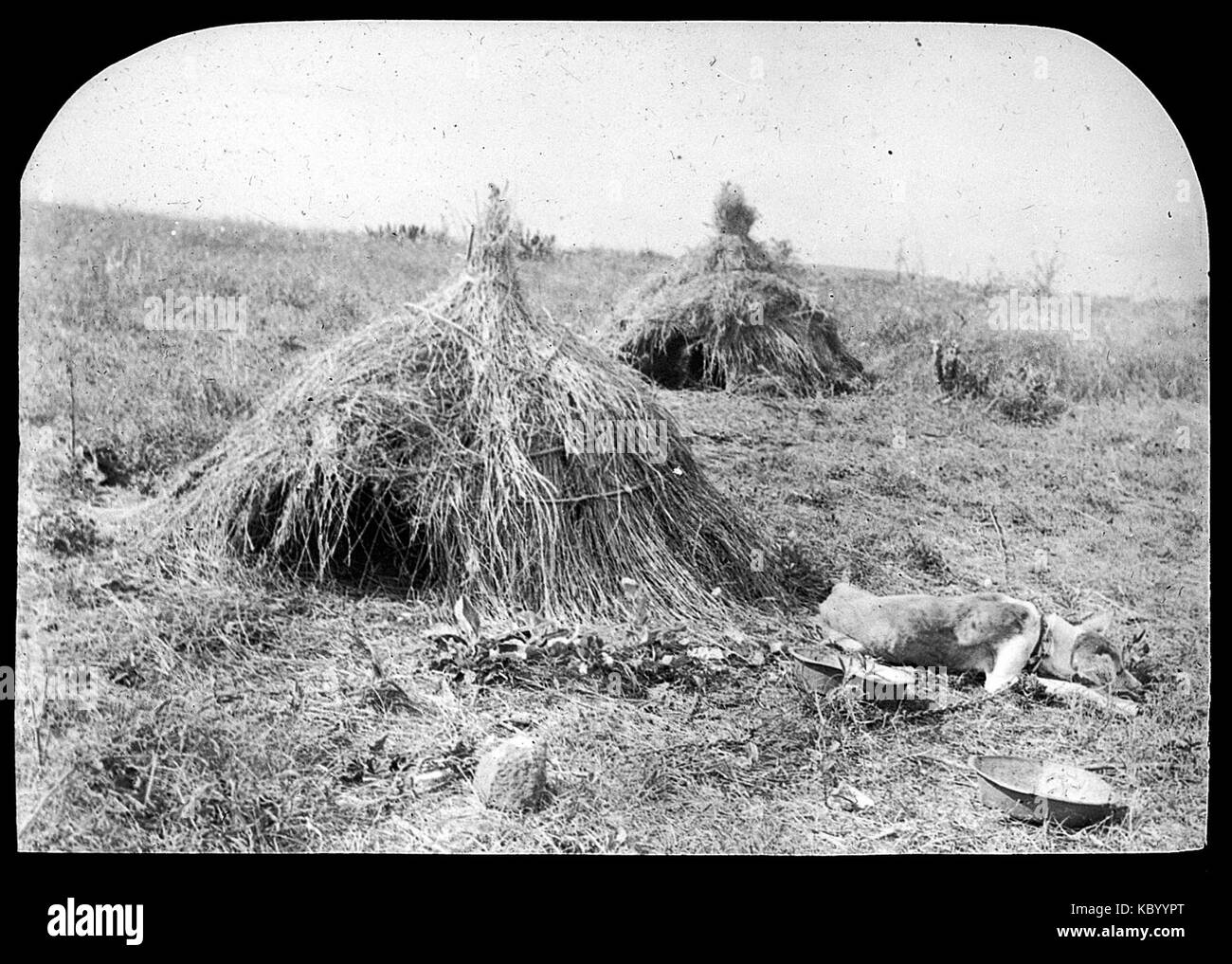 A photographic record documenting experimental dogs in Zululand, likely ...