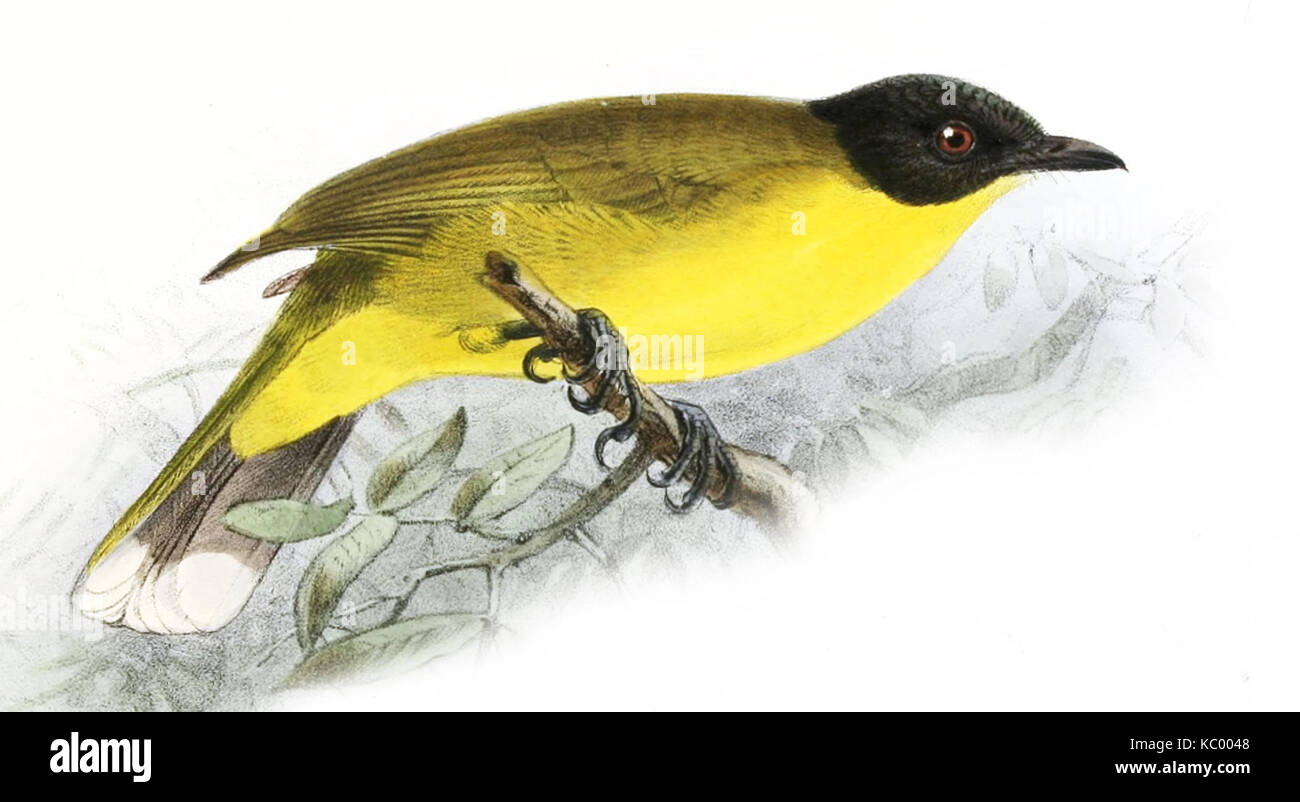 Pycnonotus melanicterus from A History of the Birds of Ceylon Stock ...