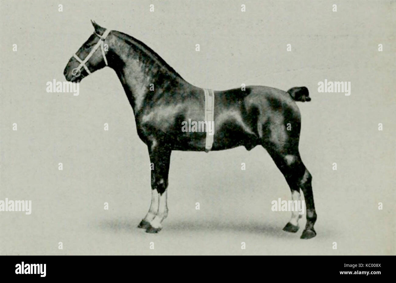 EB1911 Horse hackney stallion Stock Photo - Alamy