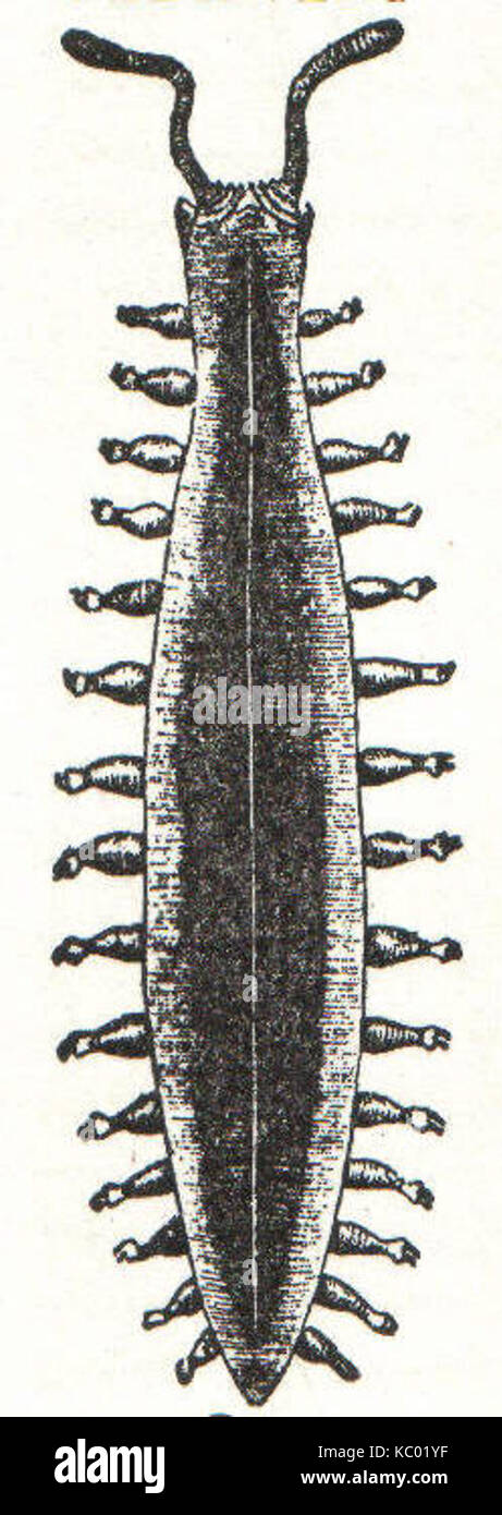 Peripatus hi-res stock photography and images - Alamy