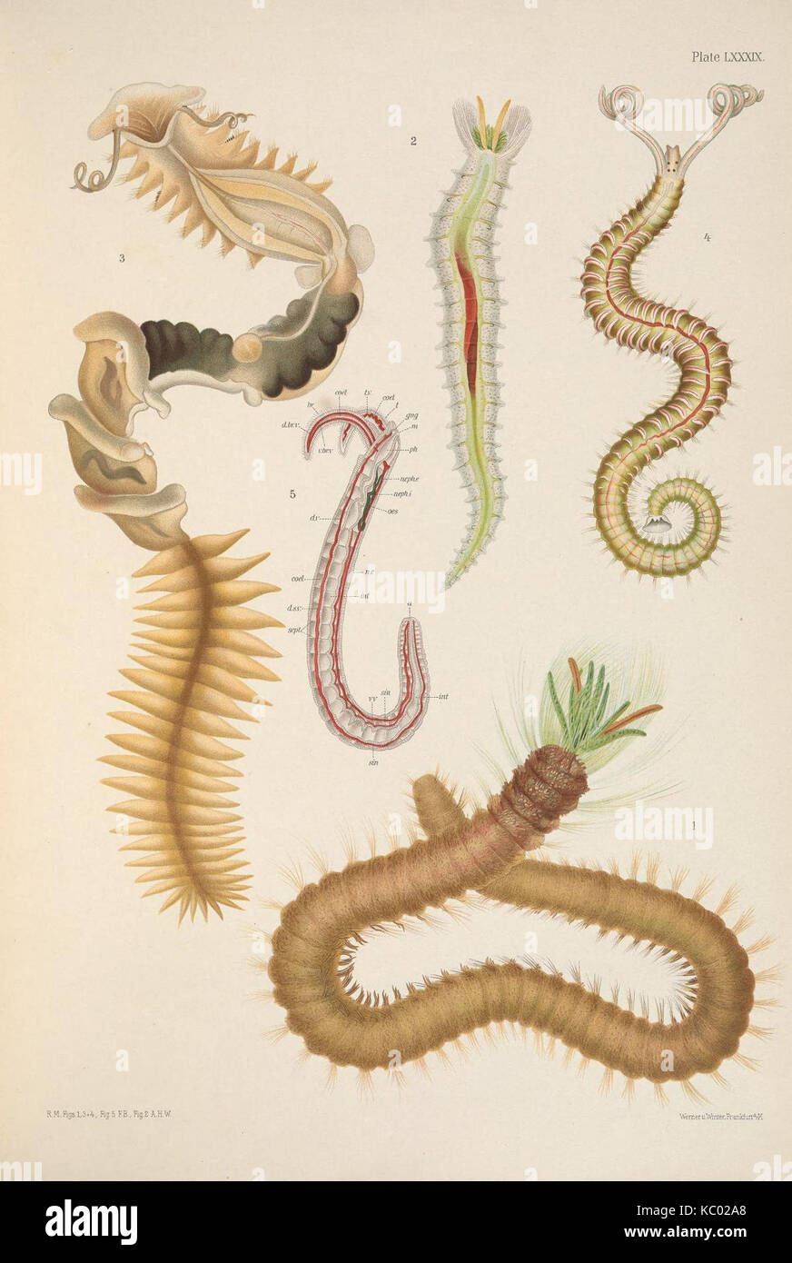 A monograph of the British marine annelids 1915 LXXXIX Stock Photo - Alamy