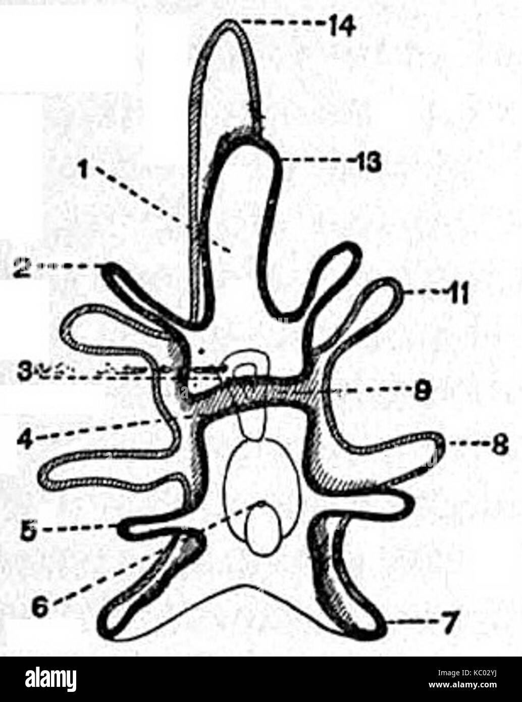 Fish stage Cut Out Stock Images & Pictures - Alamy