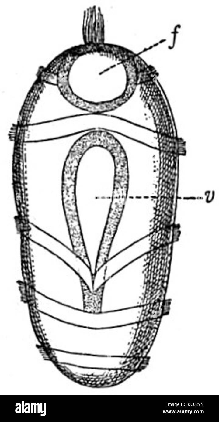 EB1911 Larval Forms Larva of Antedon Stock Photo - Alamy