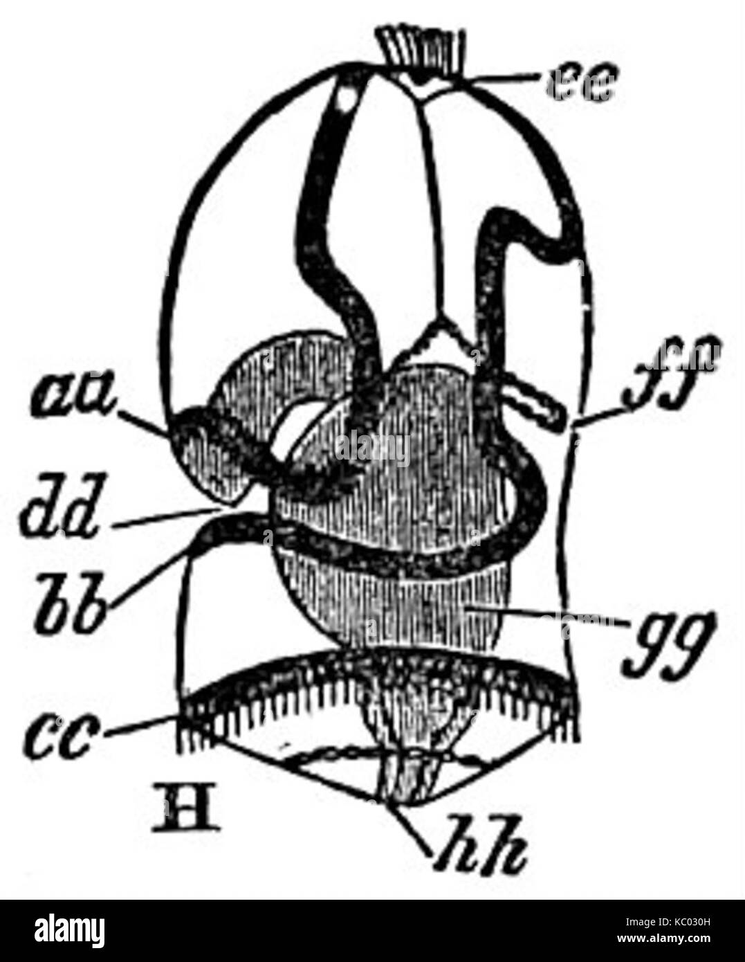 EB1911 Larval Forms Tornaria Larva of an Enteropneust Stock Photo - Alamy