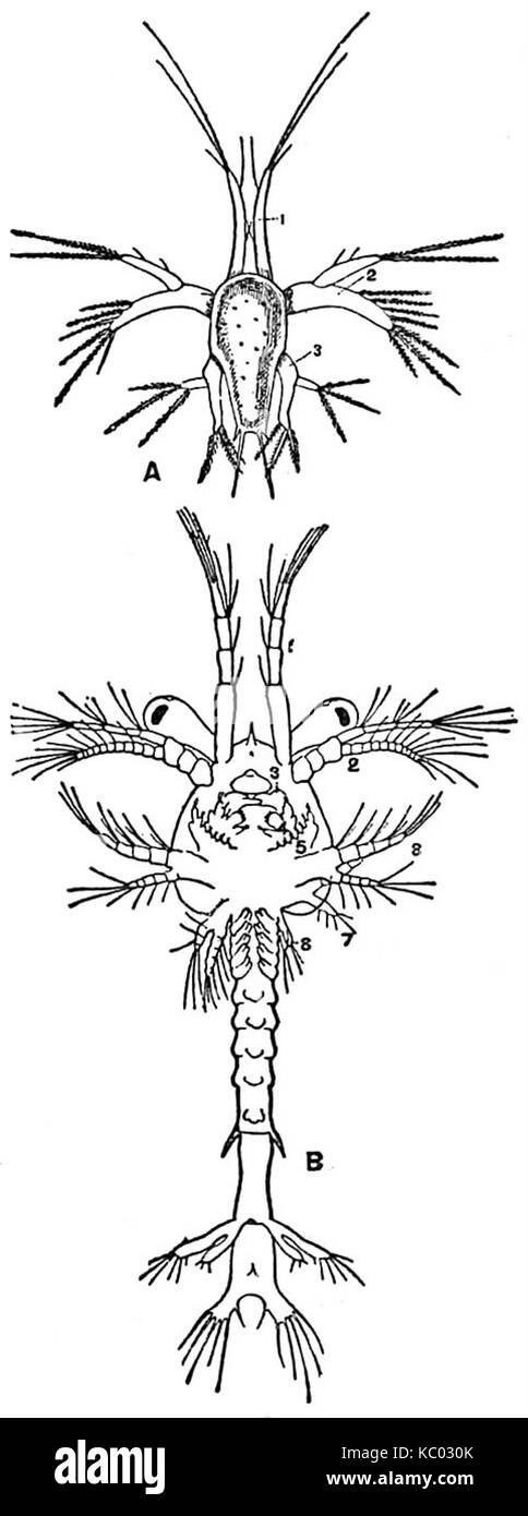 EB1911 Larval Forms Nauplius and Zoaea Larva of the Crustacean Penaeus ...