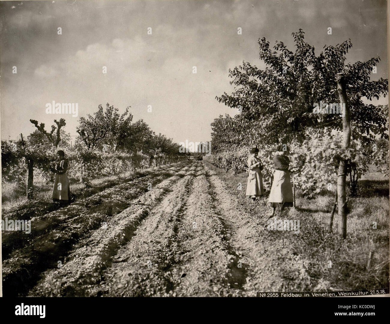 'Feldbau in Venetien, Weinkultur' focuses on the agricultural practices ...