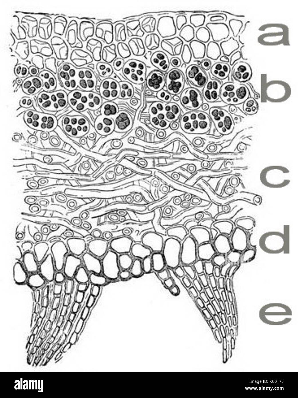 Library file Cut Out Stock Images & Pictures - Alamy