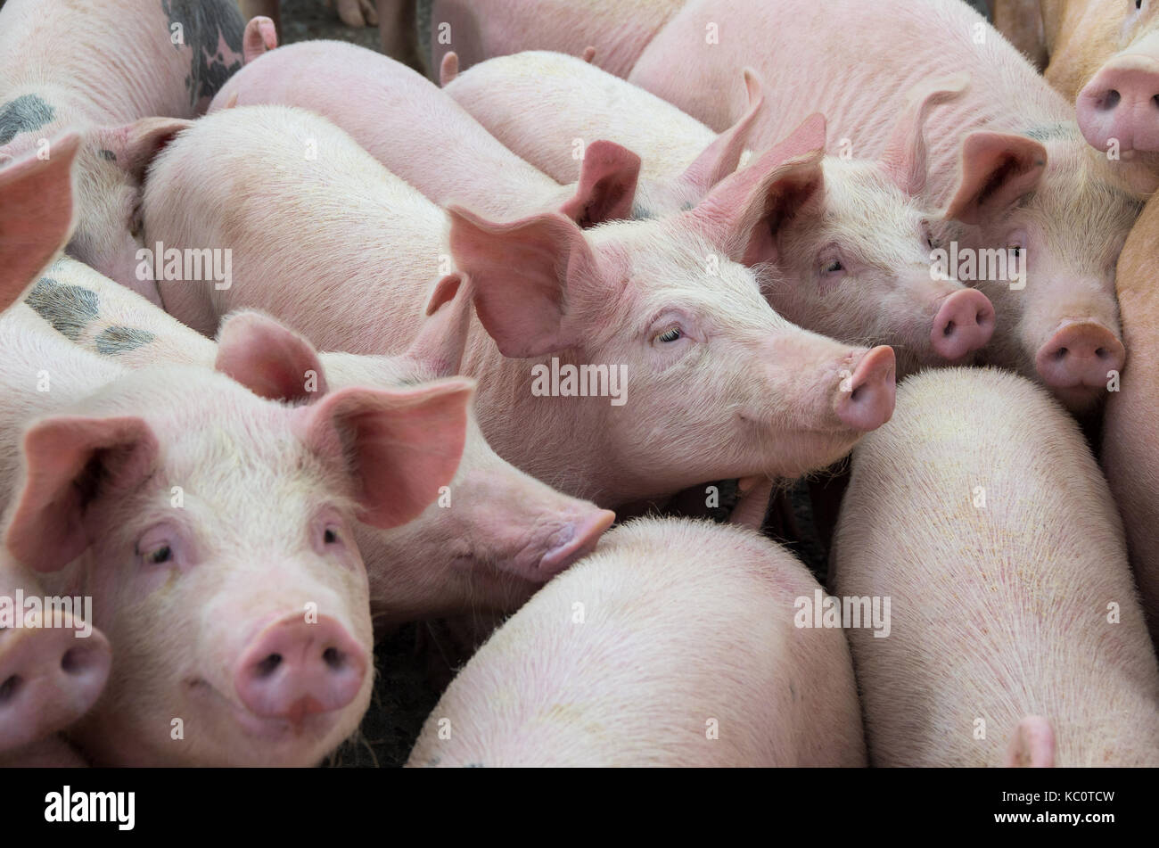 Livestock breeding. The farm pigs Stock Photo - Alamy