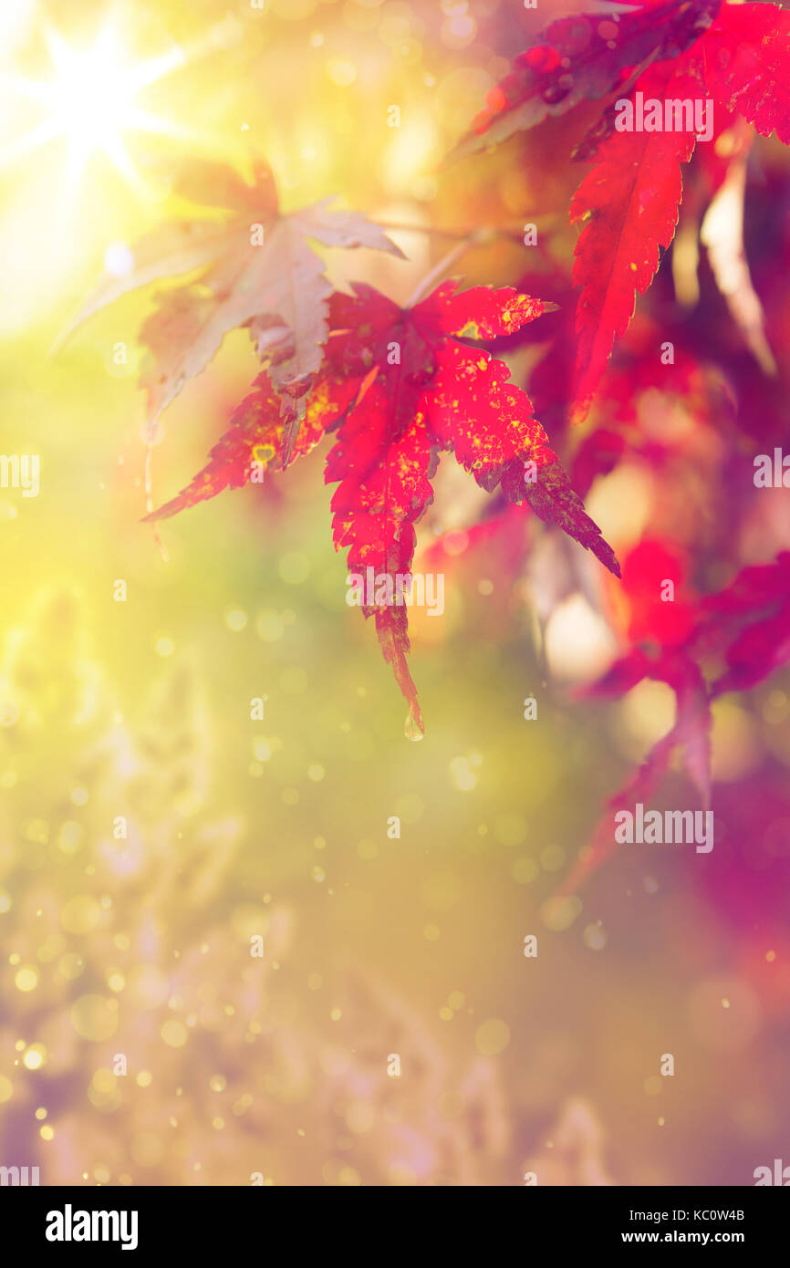 art abstract autumn tree nature background Stock Photo - Alamy