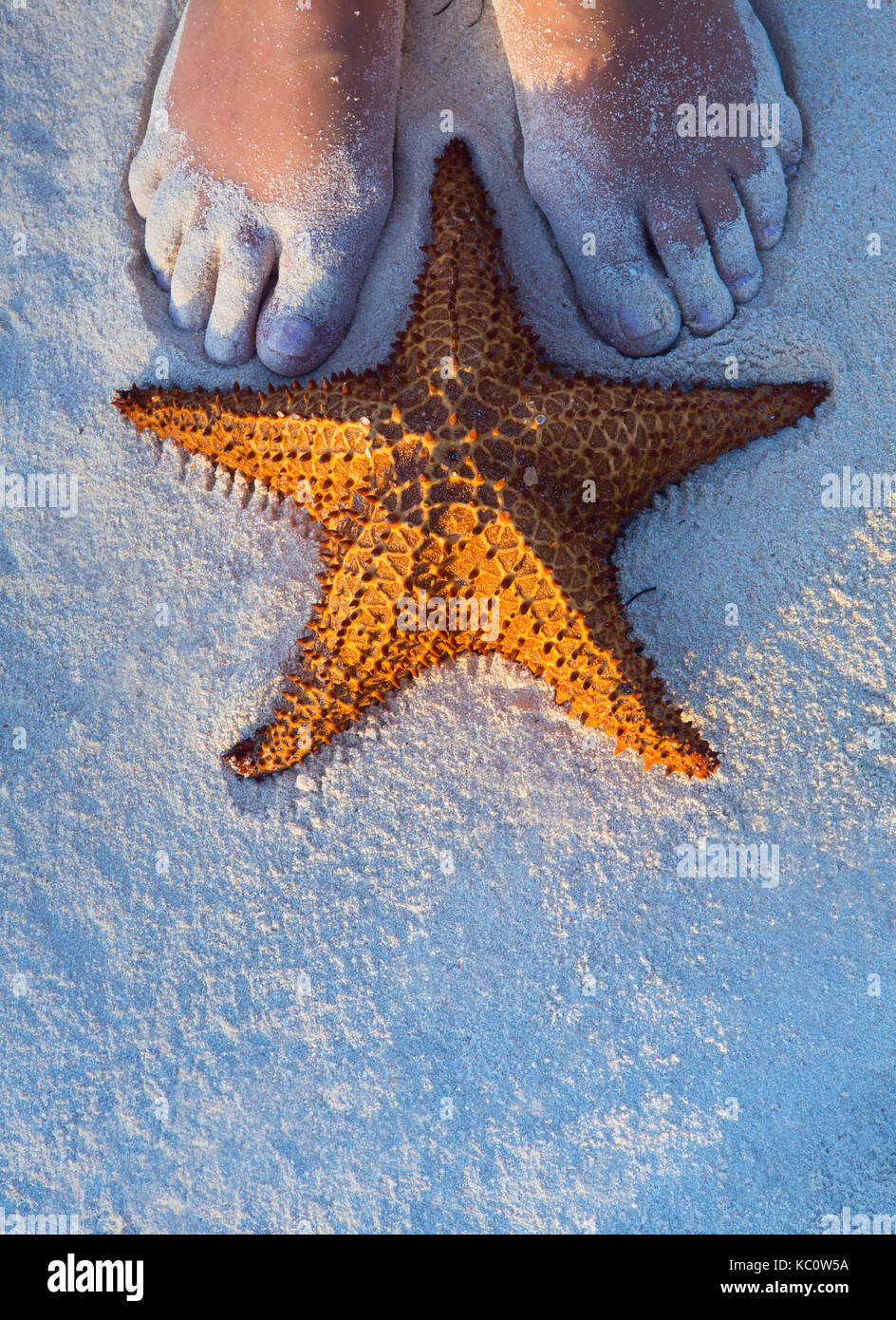 Beautiful female legs hi-res stock photography and images - Alamy