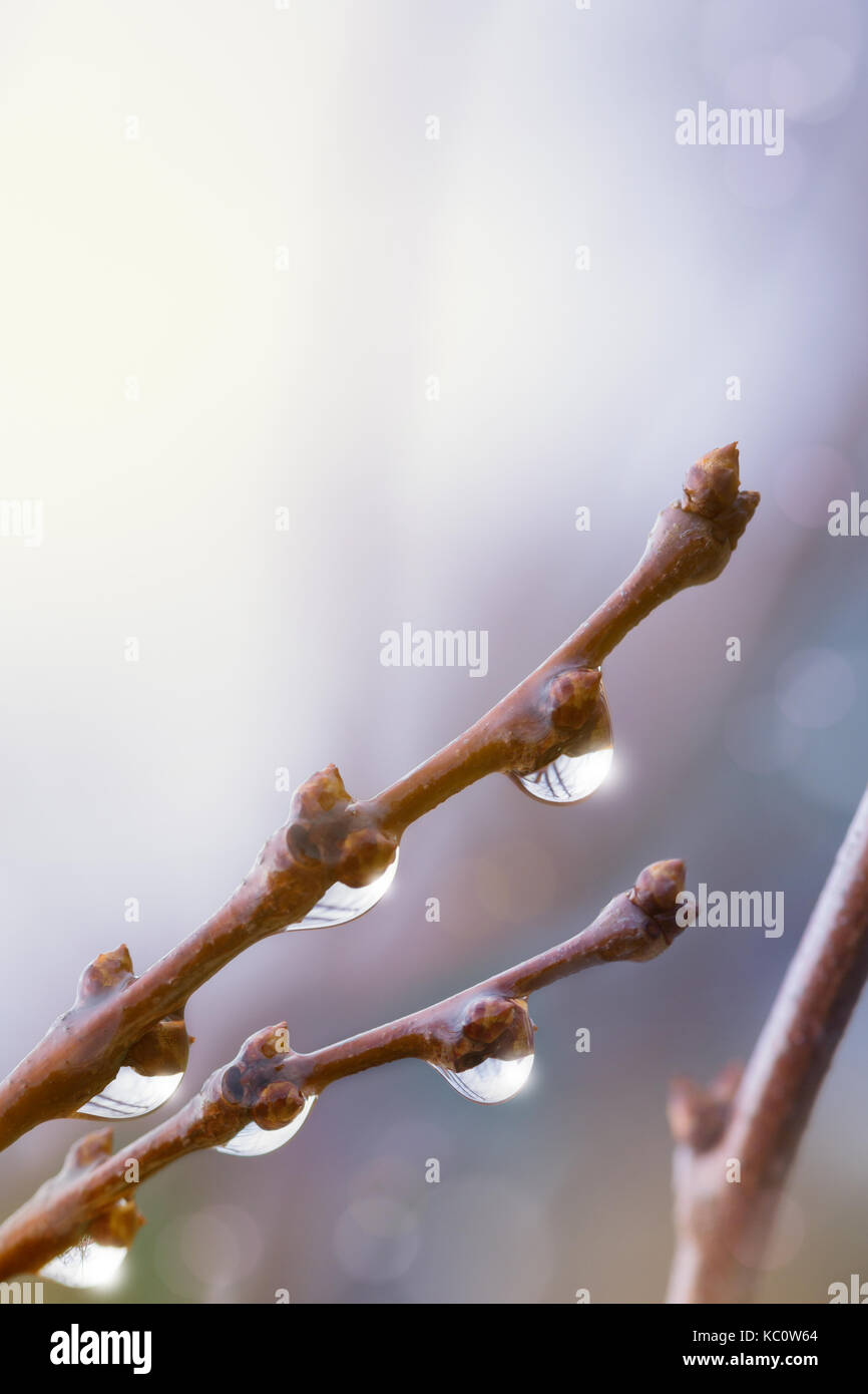 The beautiful spring tree branch with rain drops, macro background ...