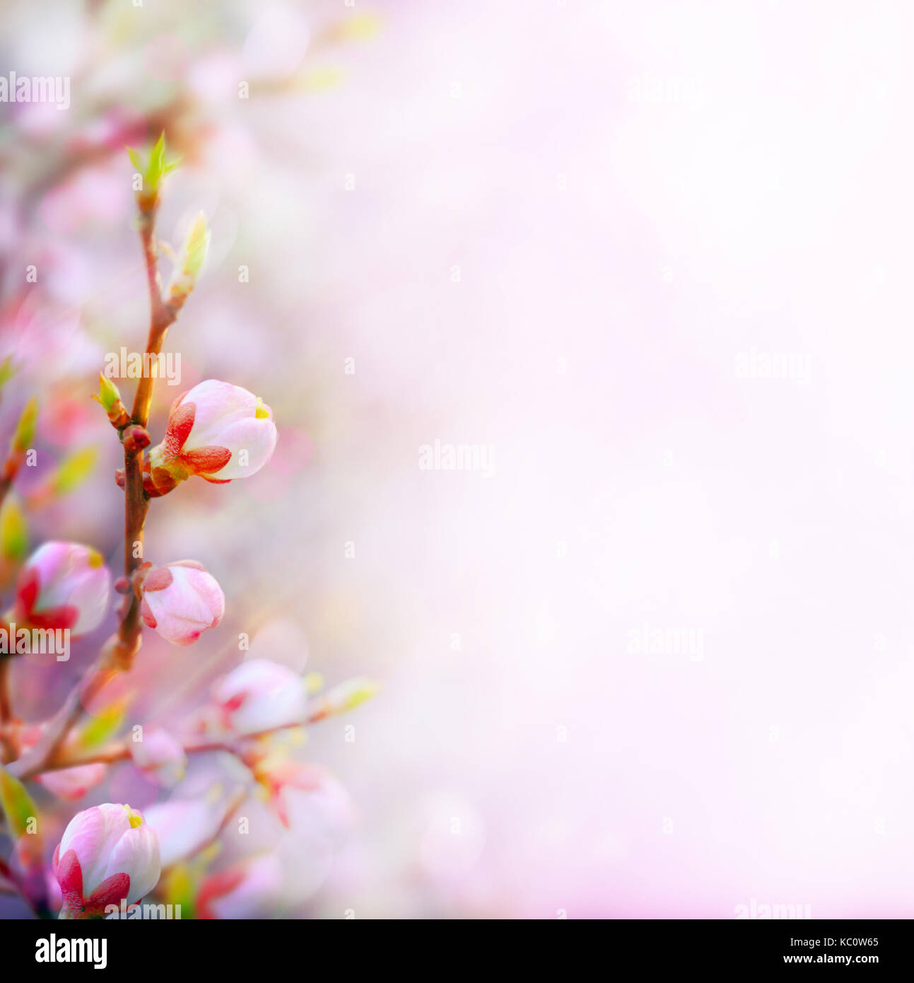 art Beautiful Spring border background with pink blossom Stock Photo ...