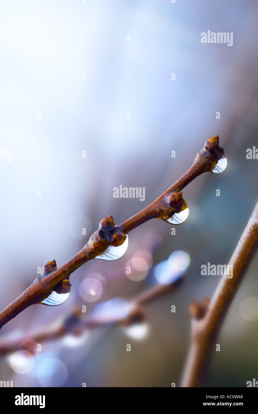 The beautiful spring tree branch with rain drops, macro background ...