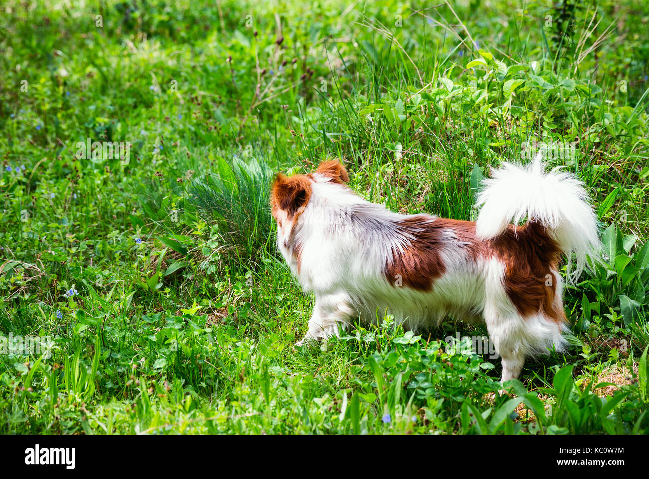 Little puppy is running happily in garden with green grass Stock Photo ...