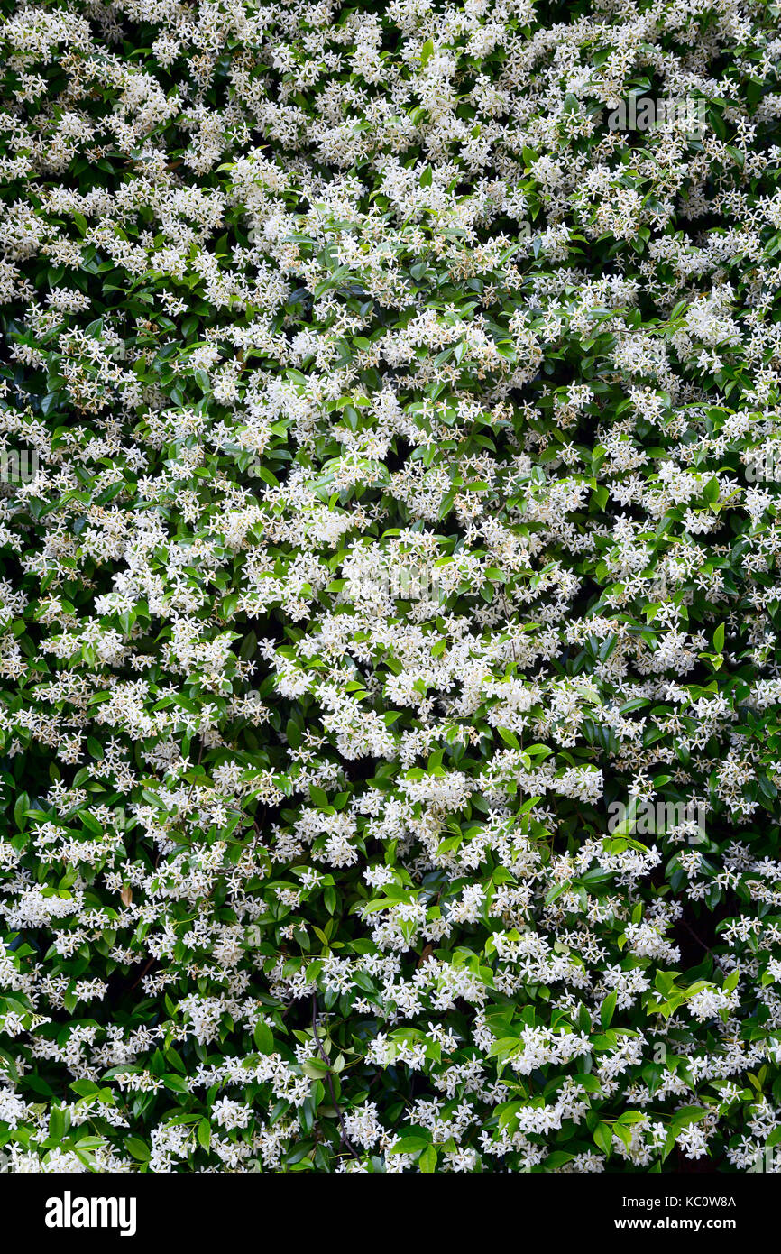 Jasmine flower background hi-res stock photography and images - Alamy