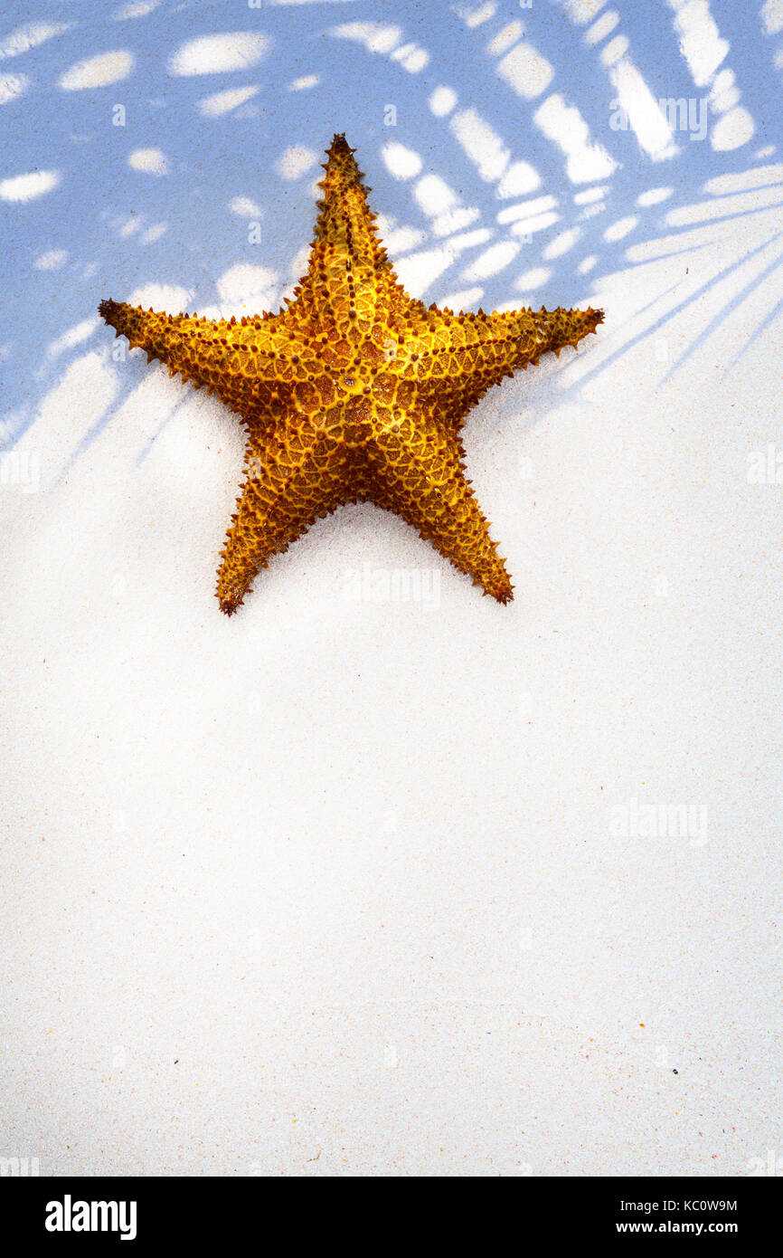 Art Shell Sea StarShell on the beach background Stock Photo - Alamy