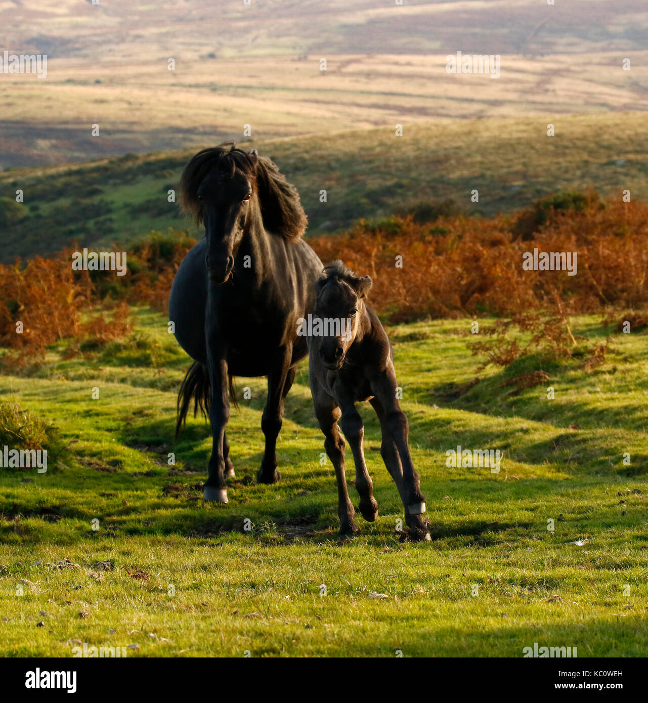 Meltor hi-res stock photography and images - Alamy