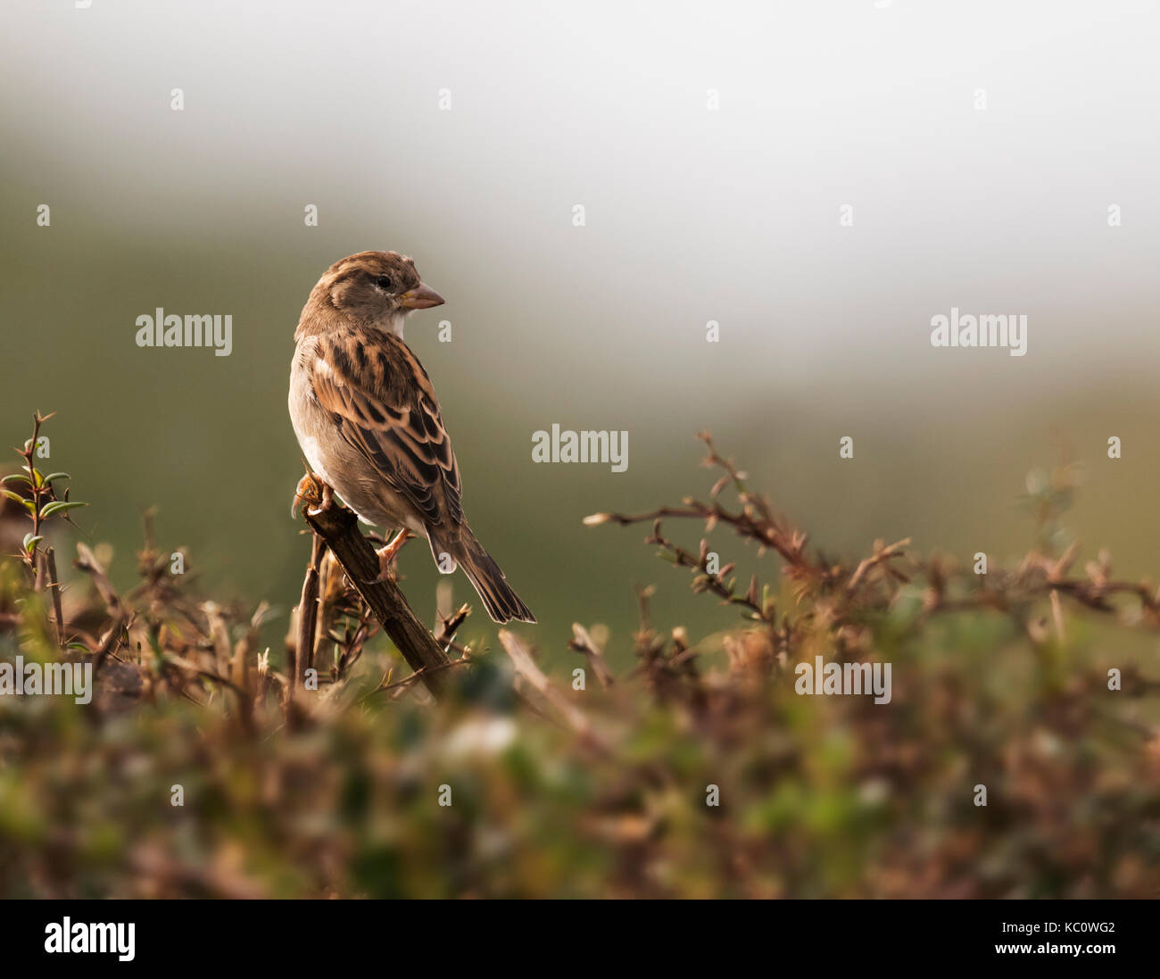 House sparrow female perched on hi-res stock photography and images - Alamy