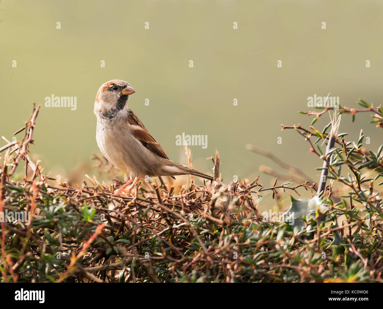 Male sparrow hi-res stock photography and images - Alamy