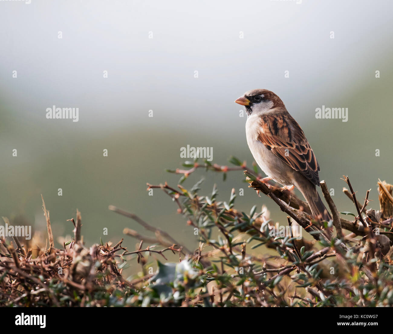 House sparrow adult male hi-res stock photography and images - Alamy