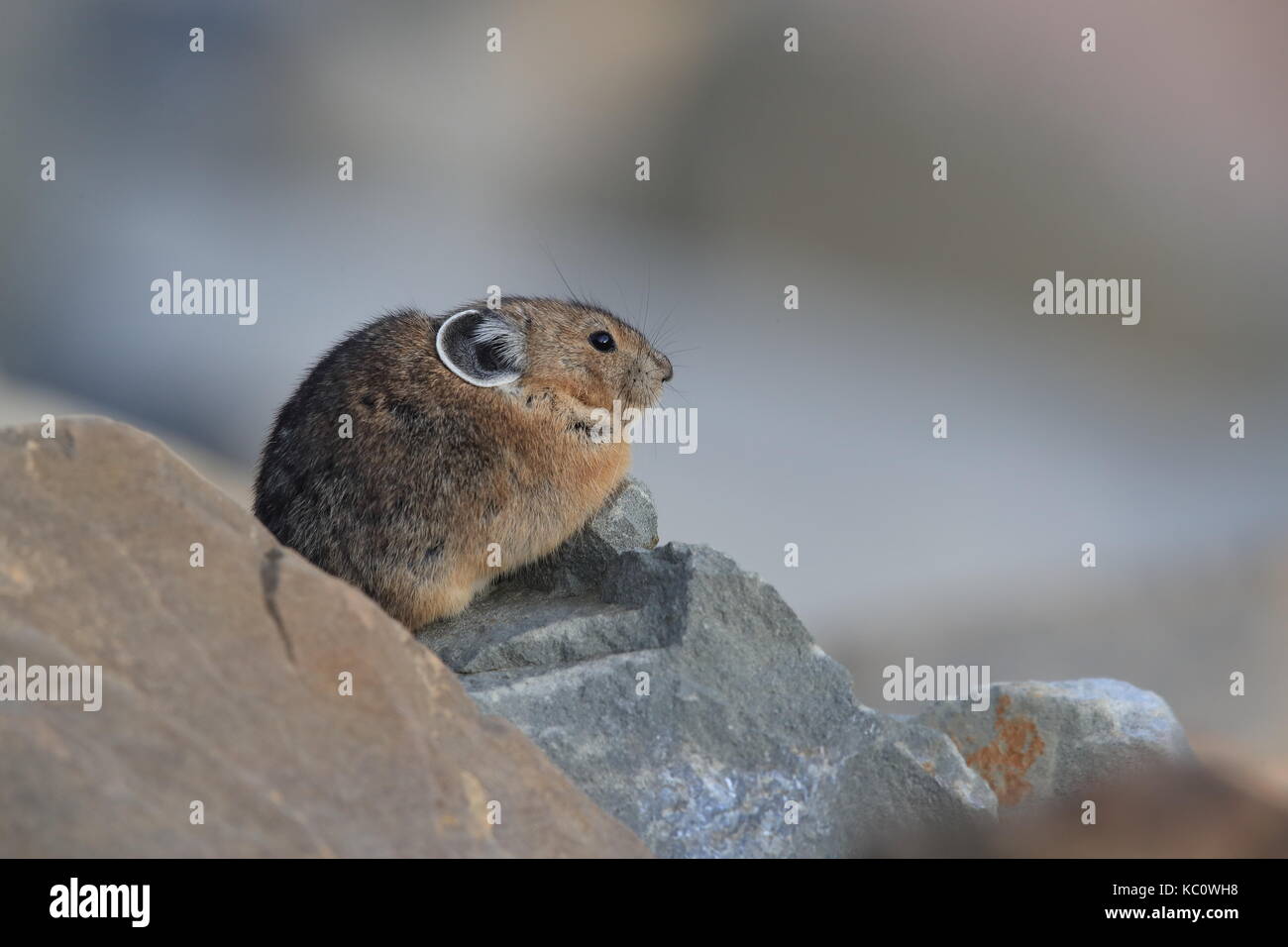 American pika glacier national park hi-res stock photography and images ...