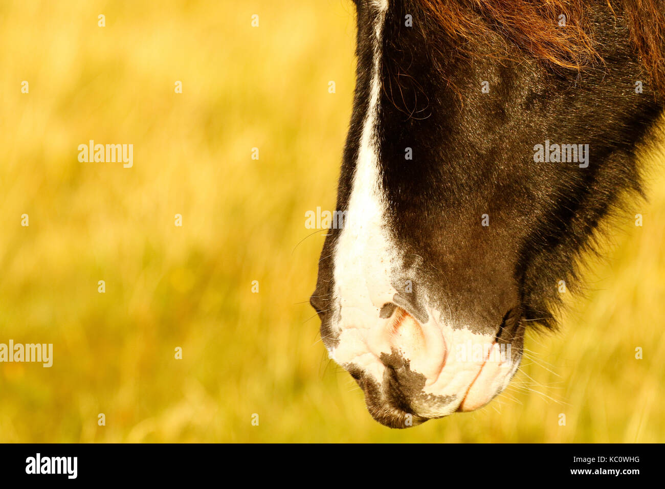 Muzzle up close Stock Photo - Alamy