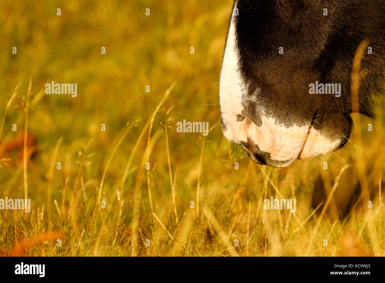 Muzzle up close Stock Photo - Alamy