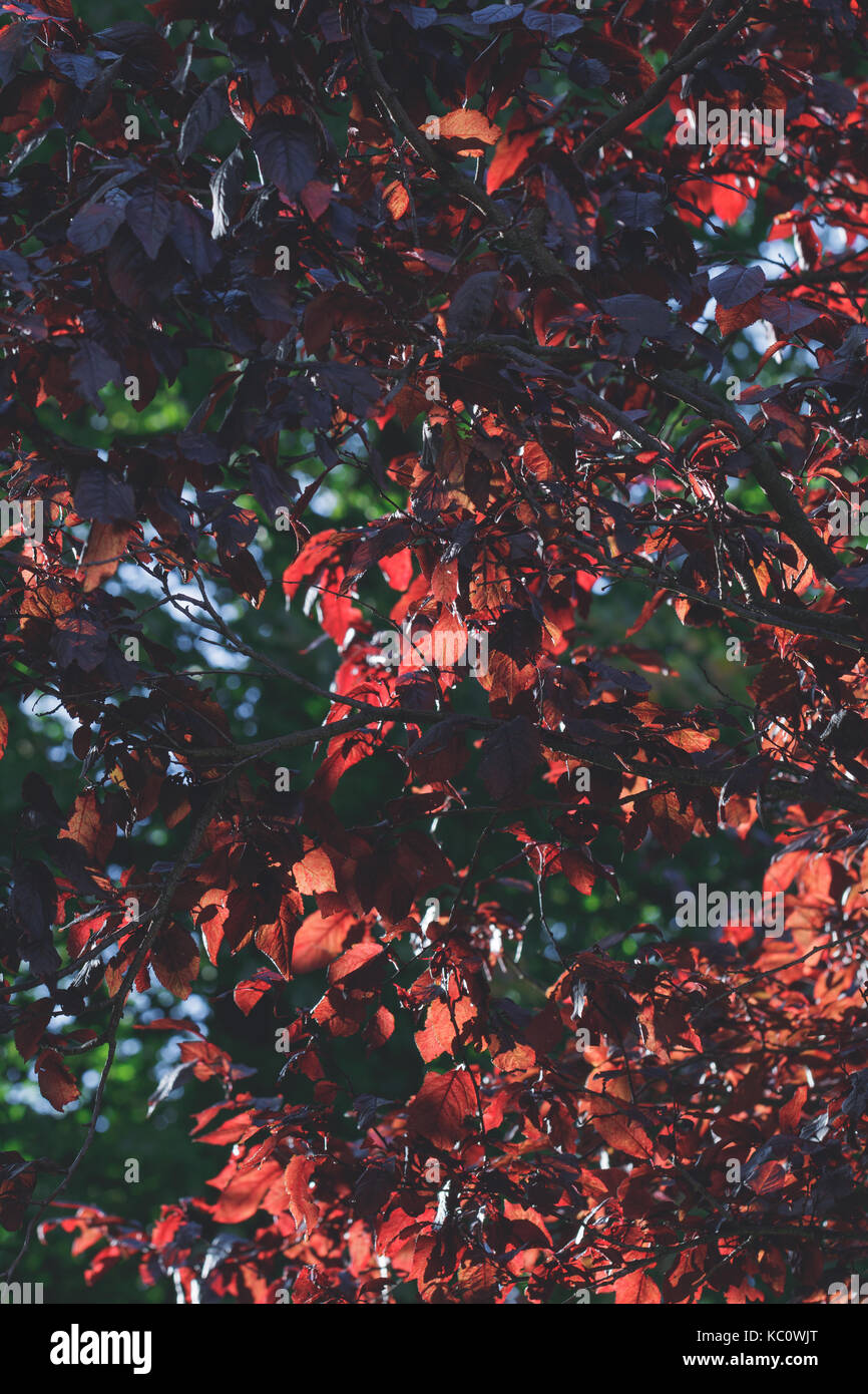 Red foliage of a tree in an autumn garden Stock Photo - Alamy