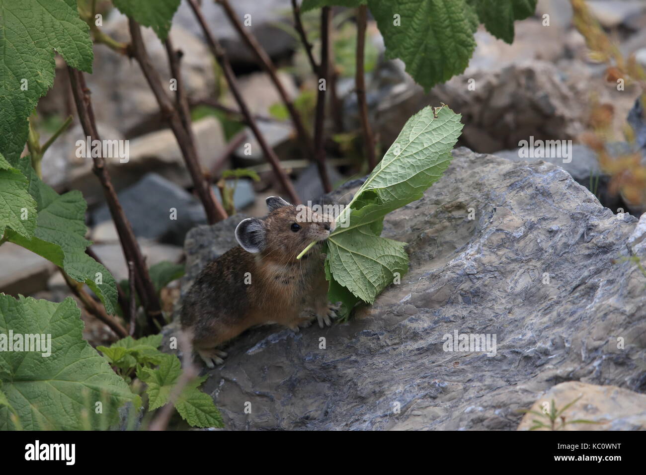 American pika glacier national park hi-res stock photography and images ...