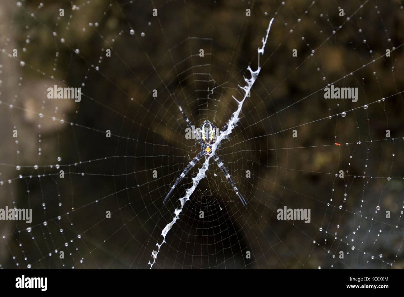 Big spider in Togian island forest, Indonesia Stock Photo - Alamy