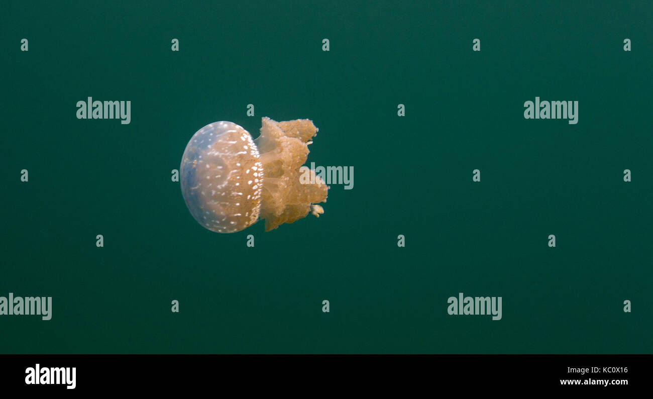 Jellyfish in a lagoon in Togian islands, Indonesia Stock Photo - Alamy