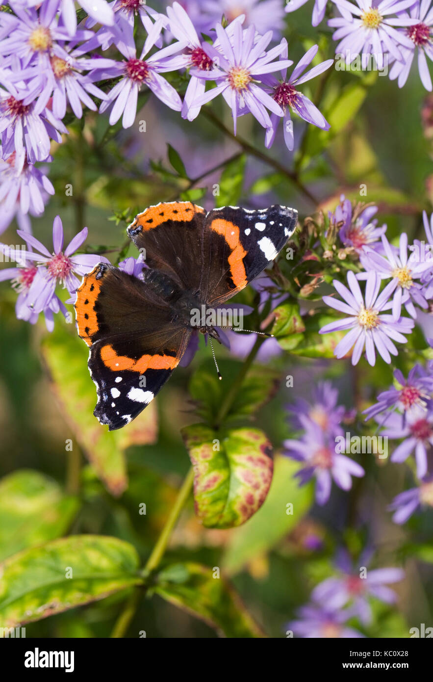 Vanessa atalanta. Red admiral butterfly on Asters Stock Photo - Alamy