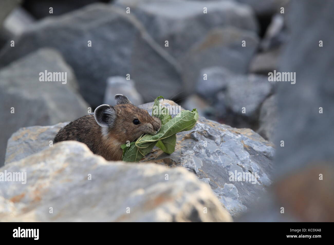 American pika glacier national park hi-res stock photography and images ...