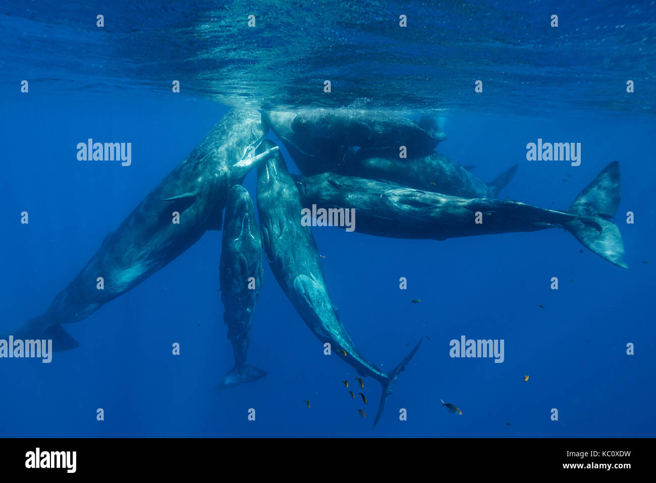 Blue whale north indian ocean hi-res stock photography and images - Alamy